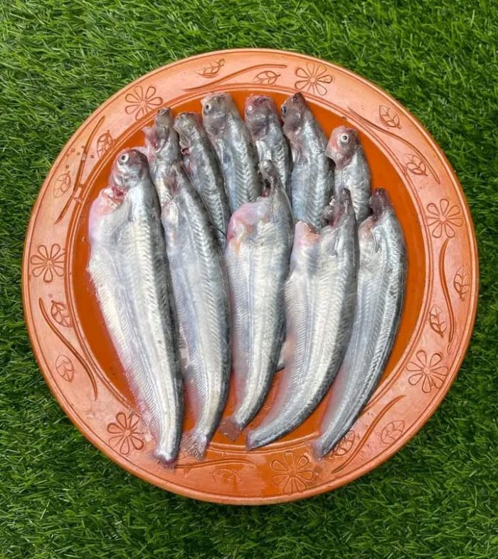 Pabda Fish – Super Agro BD